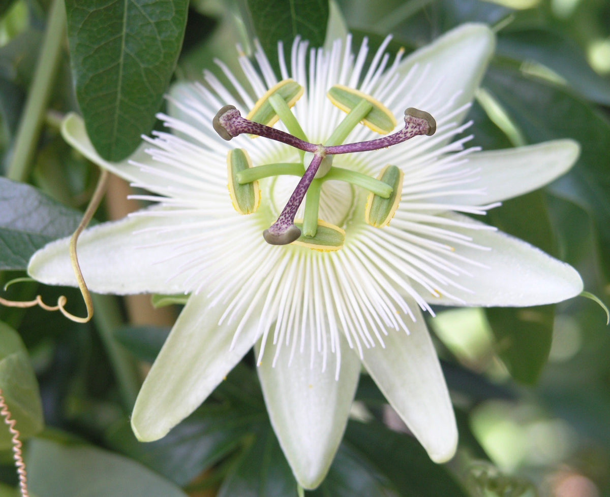 Passiflora ’Constance Elliot’ – Tynings Plants