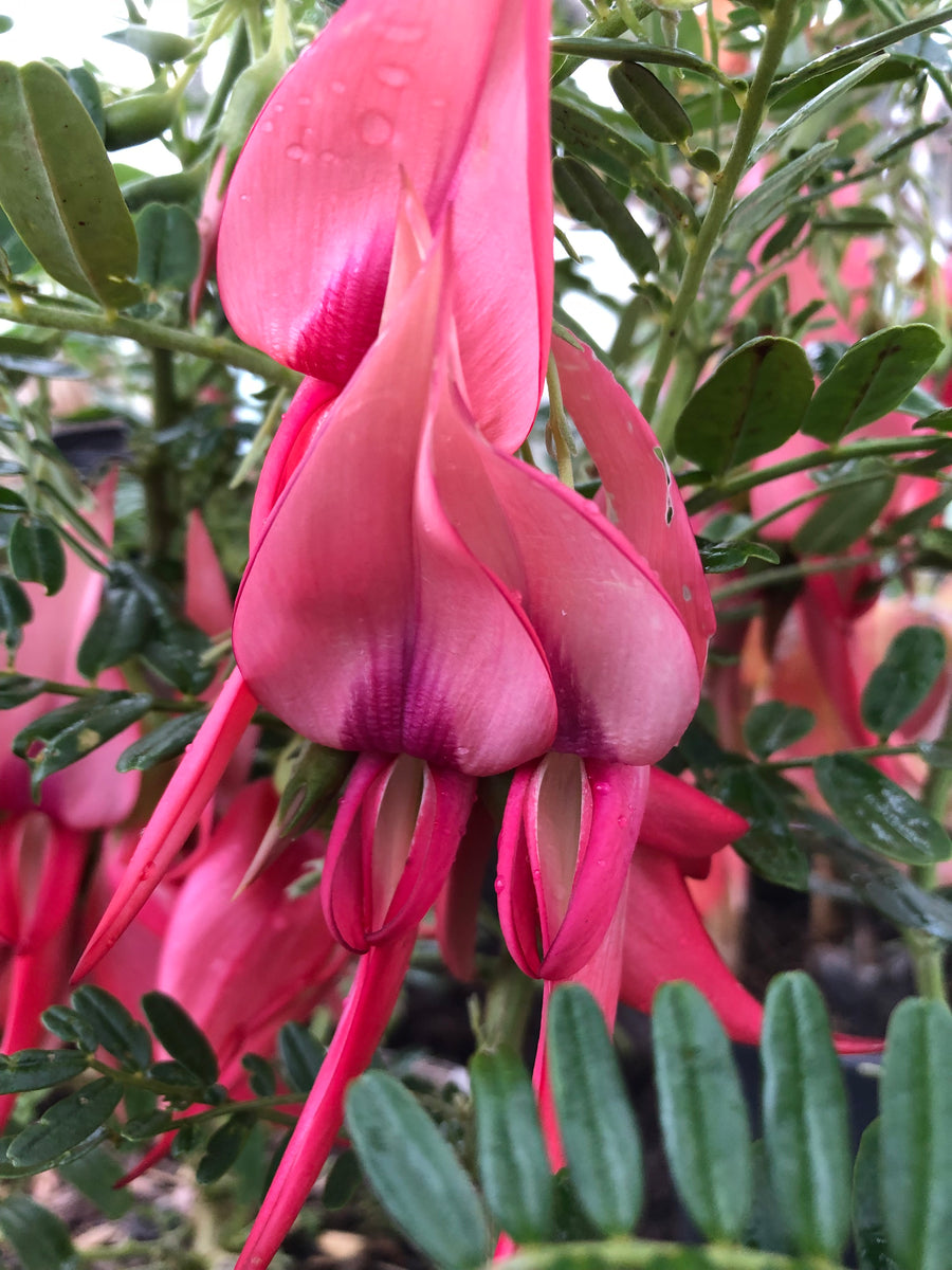 Clianthus pun.'Flamingo' (Lobster claw) (Parrot's Beak) – Tynings Plants
