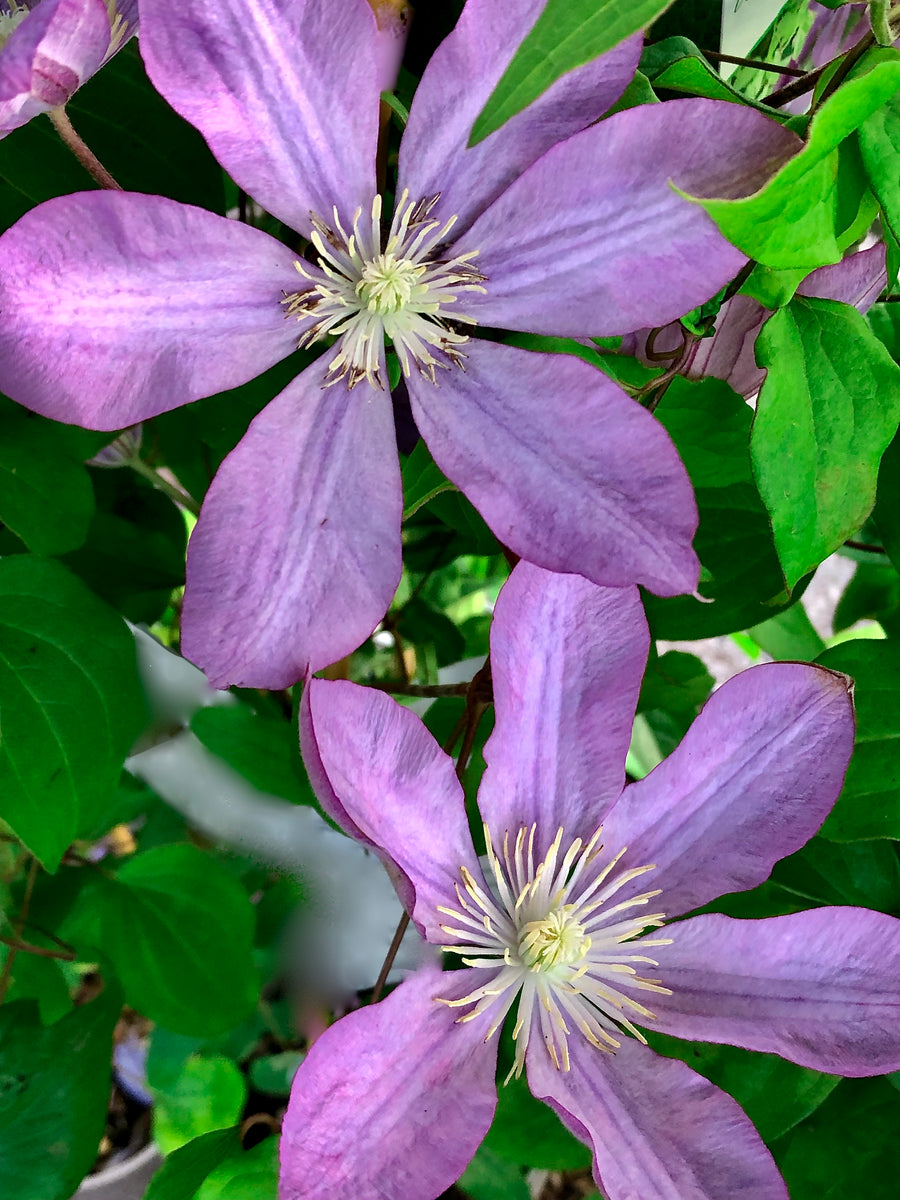 Clematis 'Proteus' – Tynings Plants