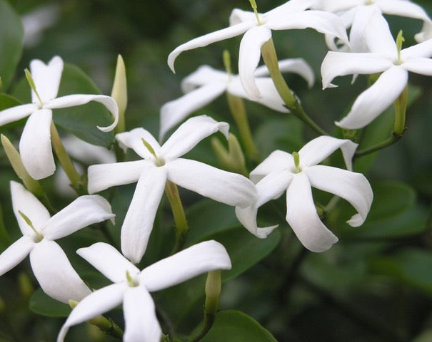 Jasminum azoricum – Tynings Plants