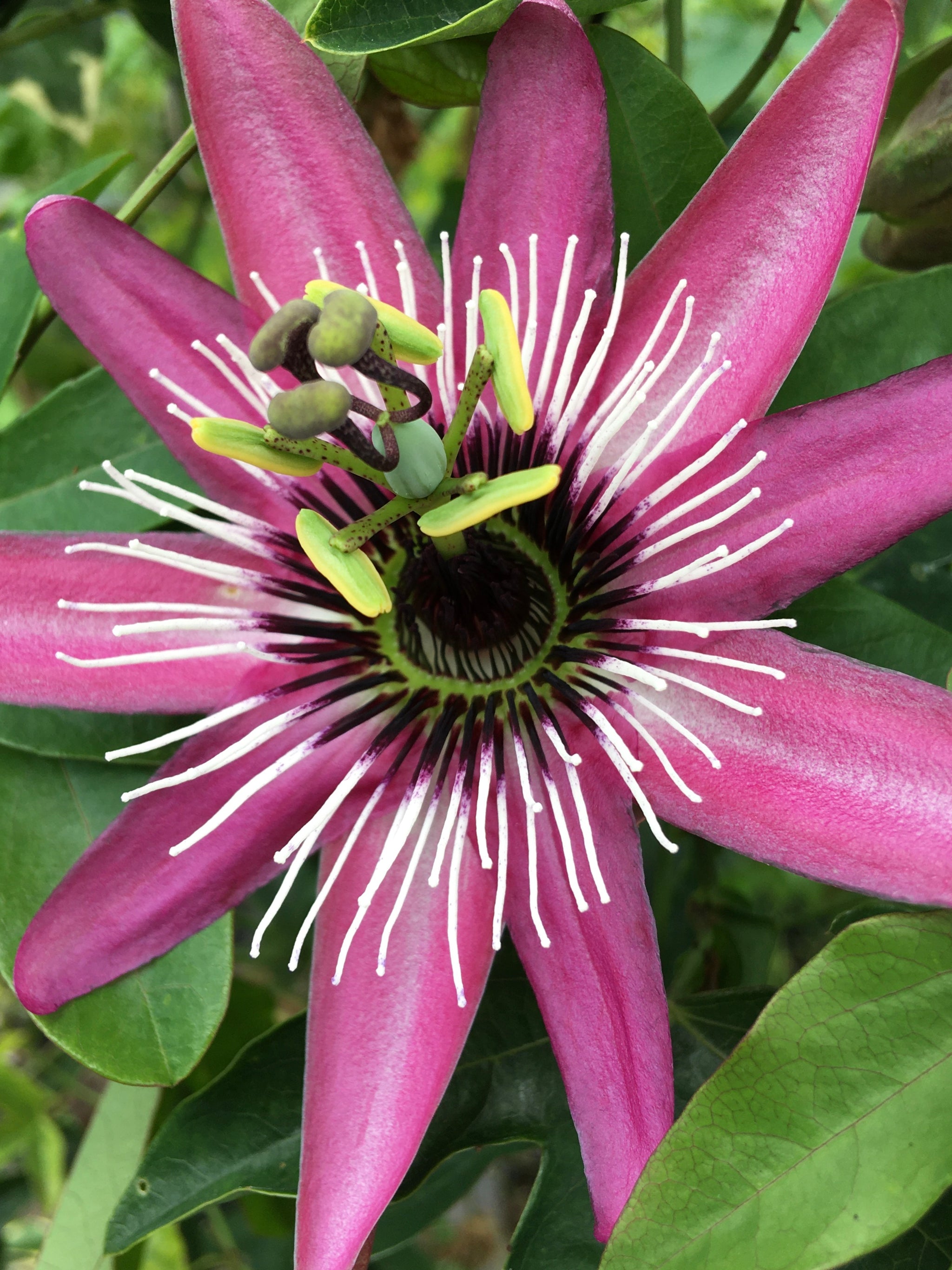 Passiflora x violacea ‘Victoria’ – Tynings Plants